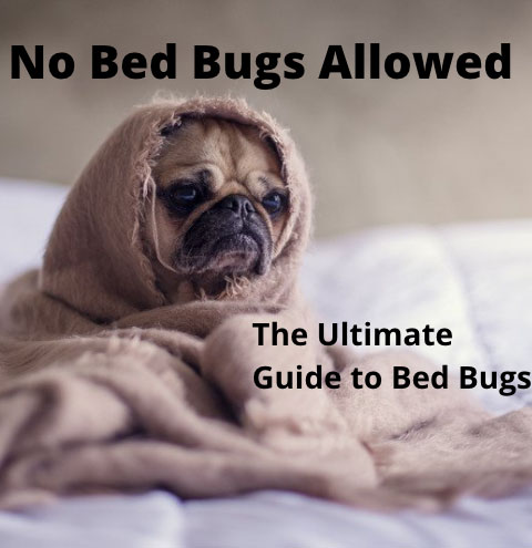 Bed Bugs: The Ultimate Guide | Sexton Pest Control