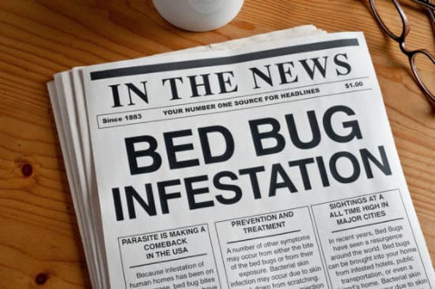 Bed Bugs: The Ultimate Guide | Sexton Pest Control