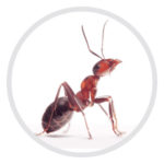 Sexton Pest Control | The Reliable Pest Control You Need in Arizona