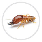 Arizona Pest & Termite Experts Since 1960 | Sexton Pest Control